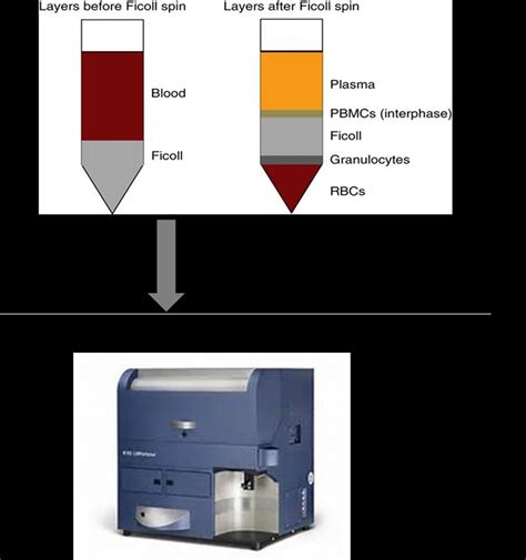 Flow Cytometry Work Flow For Immunophenotyping Download Scientific Diagram
