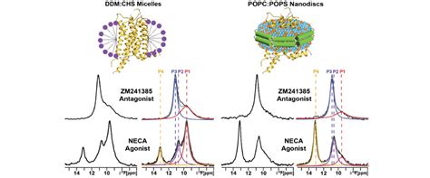 Different Protein Receptor Responses Resulting From Different Membrane Environments Maglab