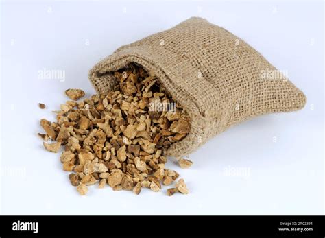 Large Headed Atractylodes Root Atractylodis Macrocephalae Rhiz Bai