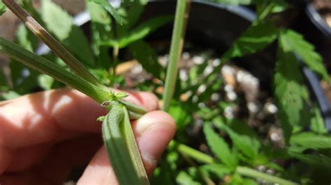 Is This A Male Preflower Cannabis Cultivation Growery Message Board