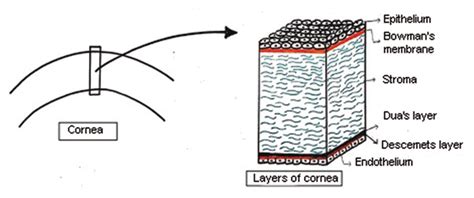 Diagrammatic Representation Of Anatomical Layers Of The Cornea Drawn