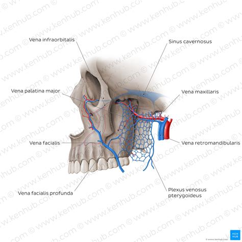 Plexus Pterygoideus Anatomie Und Klinik Kenhub