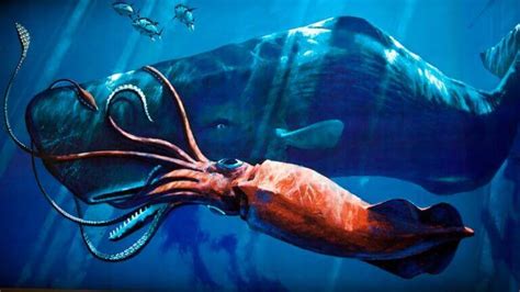 Giant Squid One Of The Largest Squids Ocean Info