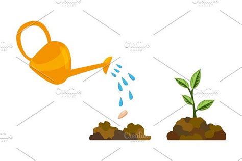Stages Of Tree Growth