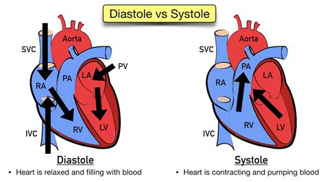 Cardiac Cycle Ekg