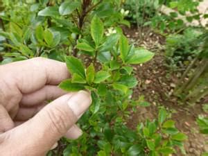 ヒメシャリンバイ 植木を選ぶ4視点 庭木におすすめな種類の特徴植栽実例解説 千葉県 東京都の造園 植栽 庭施工 造園業専門店 新美園