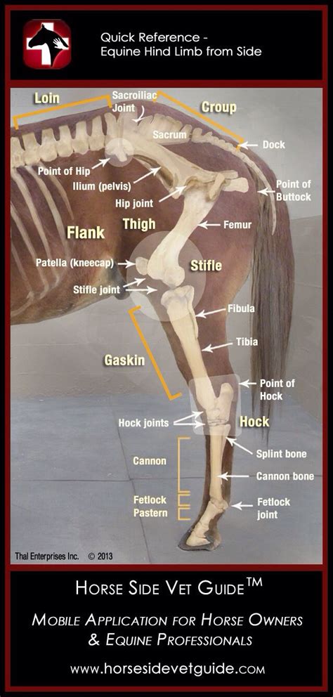 Back Half Of Horse Horse Health Horse Anatomy Anatomy