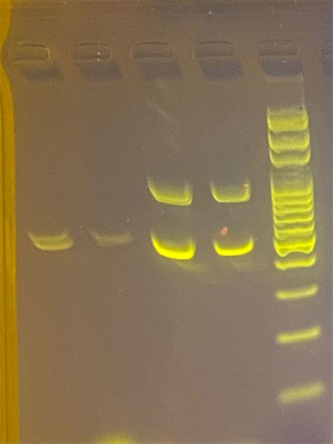 Md Al Mamun On Linkedin This Make Me Happy Always Genetic