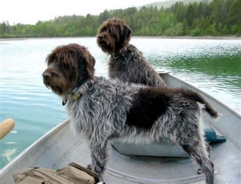 Wirehaired Pointing Griffon Dog Breed Information Images Wirehaired Pointing Griffon Dog Breed Information Images