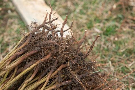 Premium Photo Planting Trees Tree Saplings Ready To Be Planted In The Beautiful Forest Care