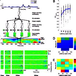 Prediction Of Neural Responses By The Network Receptive Field NRF Model