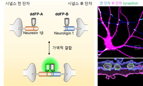 Kaist 뇌 시냅스 변화 실시간 관찰 성공