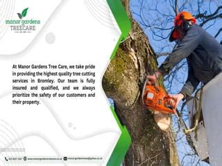 Professional Tree Cutting Services In Bromley Maintaining The Beauty And Safety Of Your