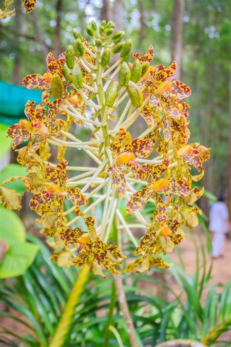 Beautiful Tiger Orchid Flower Grammatophyllum Speciosum In The Public