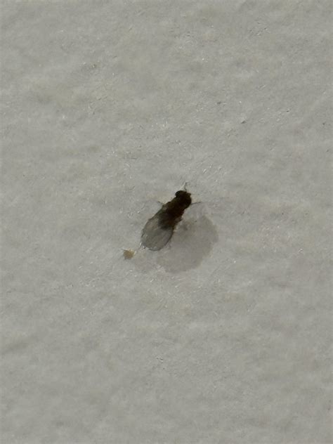Flies In Kitchen Rinsects