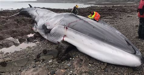 Huge Fin Whale Beaches On The Lizard In Cornwall Updates Cornwall Live