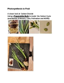 Narcissus Bulb Lab Graphing And Data Tables By Common Sense Science