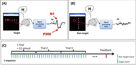Improving Bci Performance Through Co Adaptation Applications To The P300 Speller