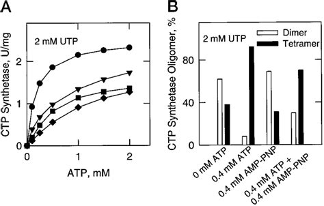 The Effect Of Amp Pnp On The Kinetics Of Ctp Synthetase Activity With Download Scientific