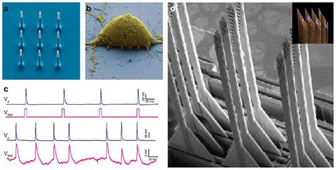 Three Dimensional Nanoelectrode Array 3d Nea For In Vivo