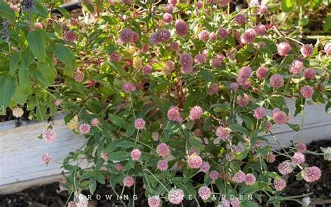 How To Grow Gomphrena Globe Amaranth Growing In The Garden