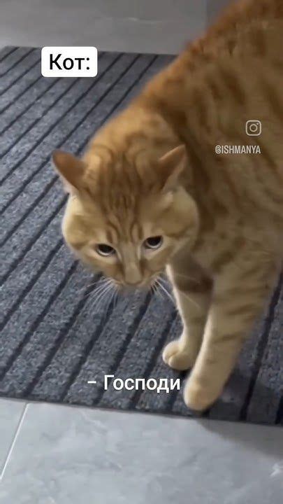 Каки ещё аргументы прикол Tiktok животные питомцы Смешные котята Смешные фотографии