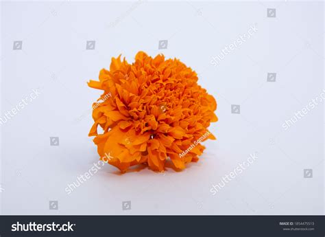 White Jamanthi Flower English Name At Alyssa Hobler Blog