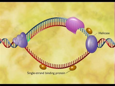 Dna Replication Animation Dna Replication Animation