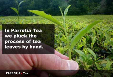 Esmaeil Salehi On Linkedin Parrotia On Linkedin Research Manufacturing Kenya Quality