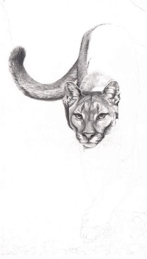 Stealth 2019 Pencil Drawing By Peter Williams Pencil Drawings Bird