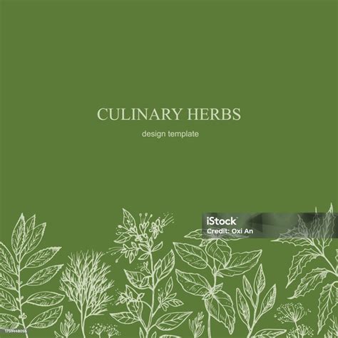 요리 허브 카드 템플릿 배경 텍스트 손으로 그린 스케치 벡터 일러스트 레이 션 향긋한 요리 허브 딜 세이지 월계수 잎 민트 로즈마리 바질 오레가노로 배경을 디자인하세요