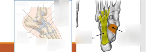 Calcaneo Cuboid Joint Diagram Quizlet