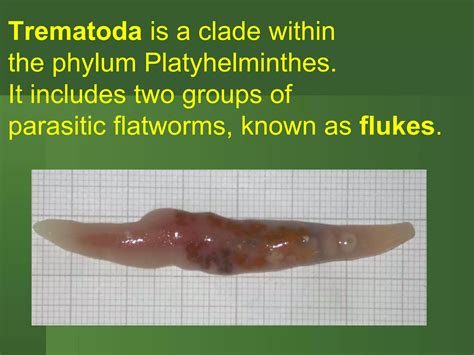 Trematodes Pptx