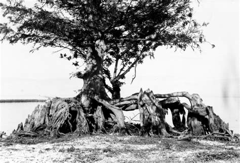Florida Memory • Small Bald Cypress Tree With Roots Exposed