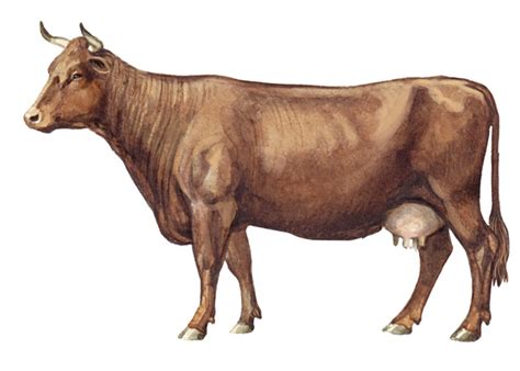 КРАСНАЯ СТЕПНАЯ ПОРОДА • Большая российская энциклопедия электронная версия