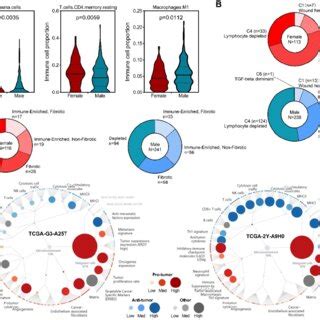 Sex Based Immune Alteration Analysis A Immune Cells With Different Download Scientific