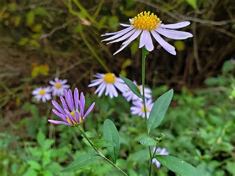 お花で一休み122シオン コツコツ歩き隊