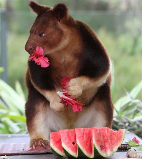 10 Best Images About Tree Kangaroo On Pinterest Trees Posts And A Tree