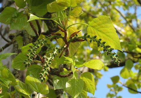サラサラと葉が揺れるポプラの育て方と植物の特徴をわかりやすく解説