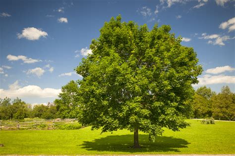 Field Maple Trees For Sale Trees Direct