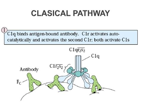 PPT COMPLEMENT PowerPoint Presentation Free Download ID