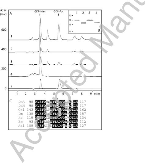 Figure 4 From Development Of Dictyostelium Discoideum Is Associated With Alteration Of