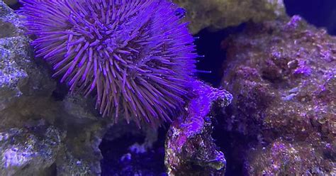 Bubble Gum The Sea Urchin Album On Imgur