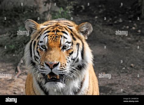 Sumatran Tiger Panthera Tigris Sumatrae Female Captive Portrait Of A Serious Looking Tiger