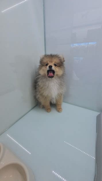 포메라니안 뽀송이 말티즈크기 말티푸크기 푸들크기 먼치킨크기 랙돌크기 브리티쉬숏헤어크기 스코티쉬폴드크기 러시안블루크기 강아지크기 고양이크기 유기견임시보호 유기묘임시보호 강아지