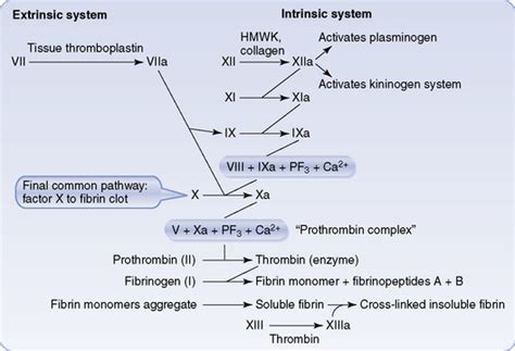 Clotting Cascade Plasminogen