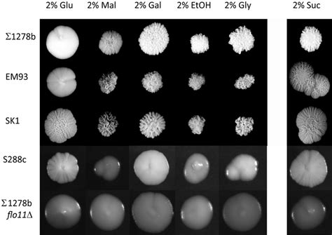 Yeast Colony Morphology Depends On Download Scientific Diagram