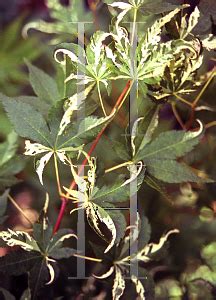 Horticopia® Acer Palmatum Karasu Gawa Japanese Maple