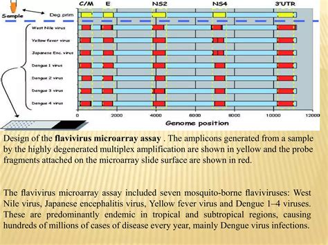 Dna Microarray Technique For Detection And Identification Of Virus Ppt