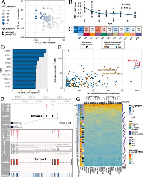 Rna Seq Analysis Reveals The Long Noncoding Rnas Associated With Immunity In Wild Myotis Myotis